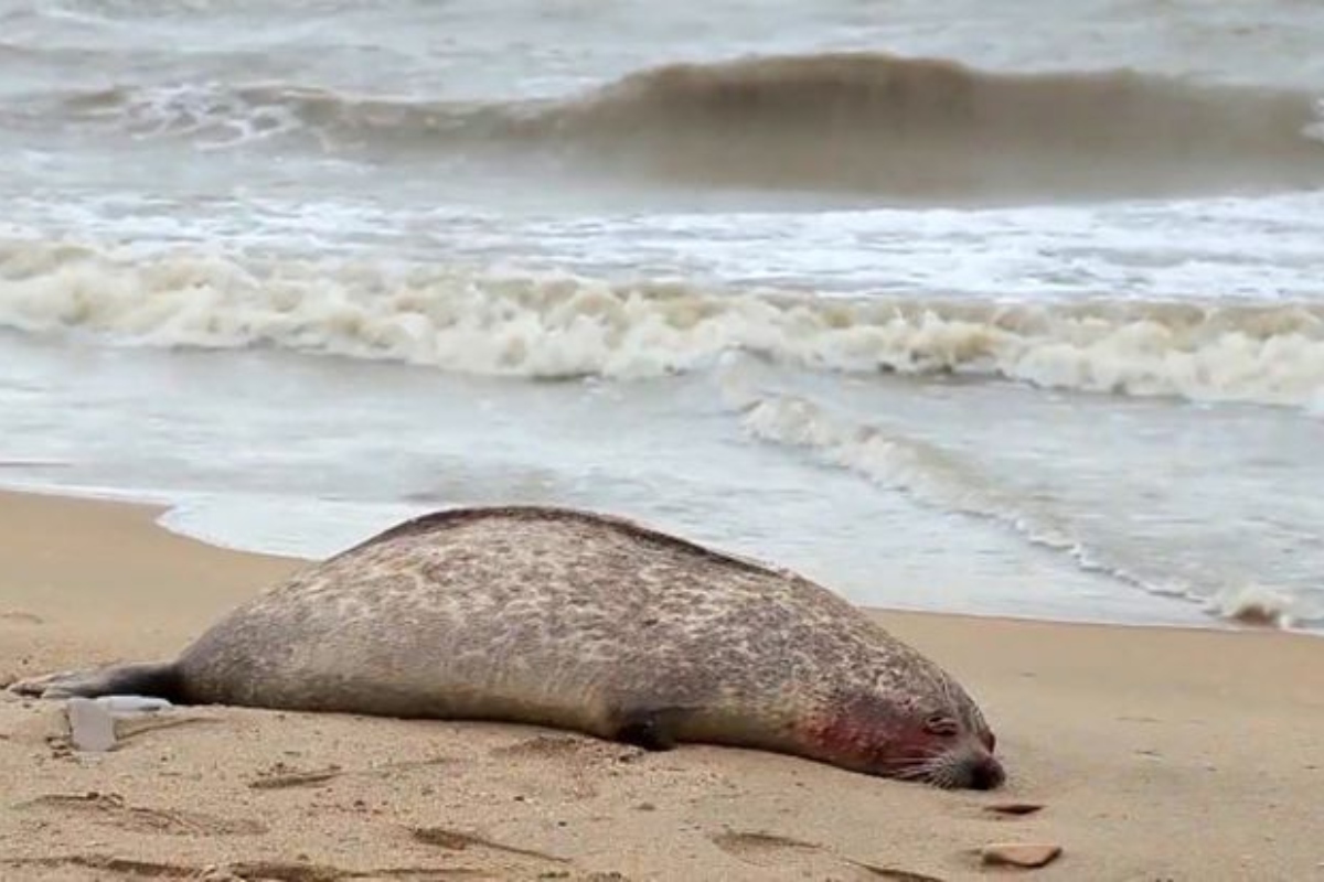 Encuentran 170 focas muertas a orillas del mar Caspio - Uni2Noticias