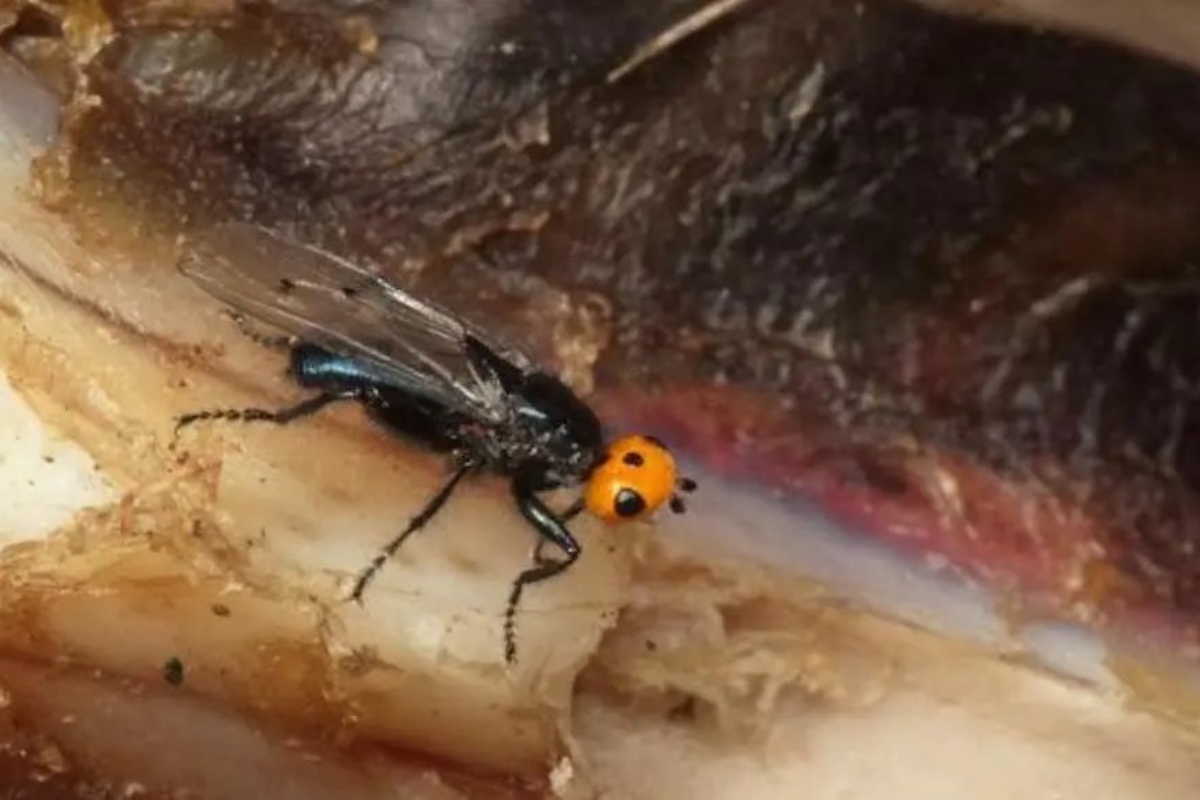 ¡Impensable! Reaparece mosca carnívora después de cien años - Uni2Noticias